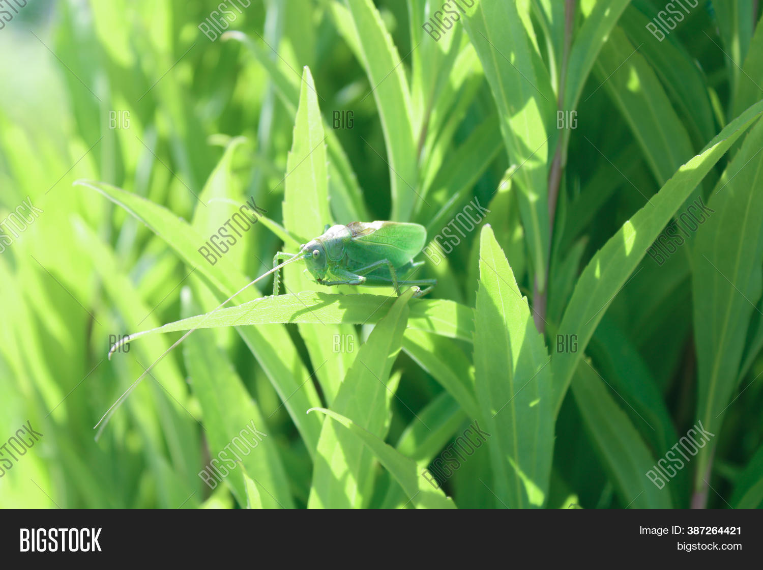 Green Locust Big Image & Photo (Free Trial) | Bigstock