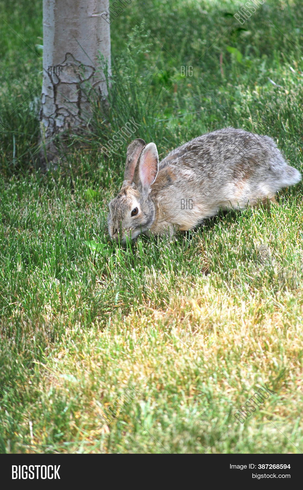 Wild Cottontail Rabbit Image & Photo (Free Trial) | Bigstock