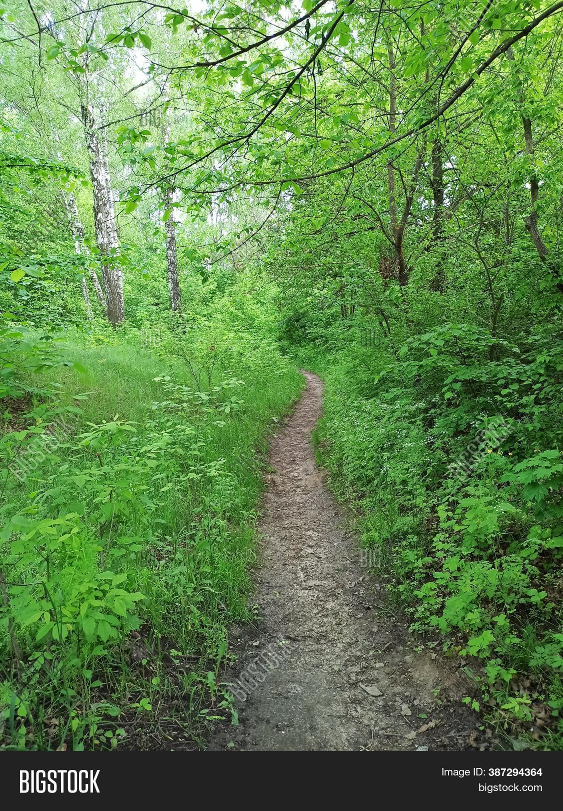 Footpath Through Park Image & Photo (Free Trial) | Bigstock