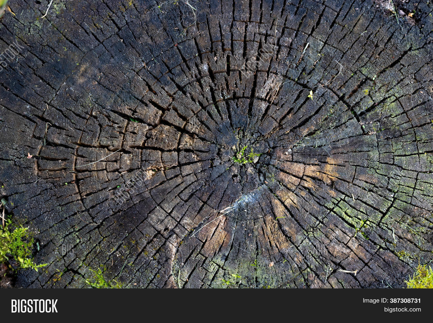 Ideal Round Cut Down Image & Photo (Free Trial) | Bigstock