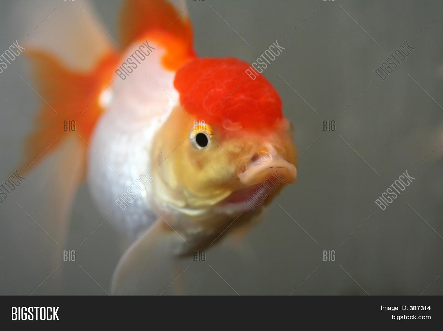 Oranda Goldfish Image & Photo (Free Trial) | Bigstock