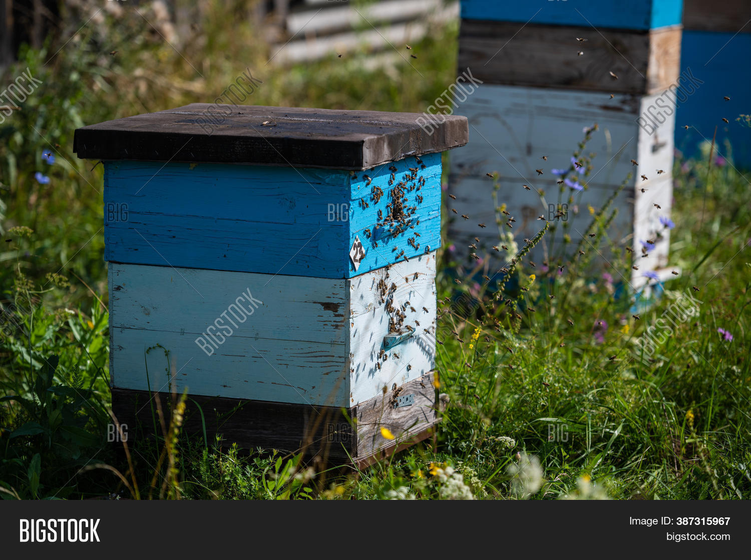 Bees Crawling Entrance Image & Photo (Free Trial) | Bigstock