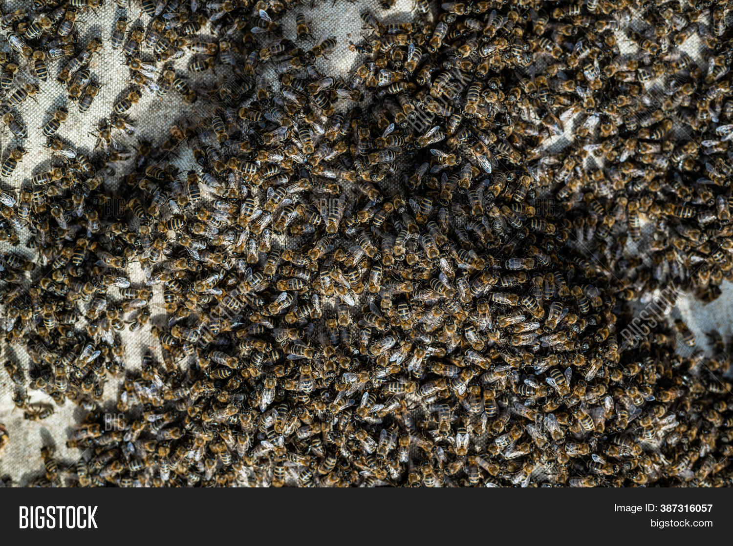 Swarm Bees Crawling, Image & Photo (Free Trial) | Bigstock