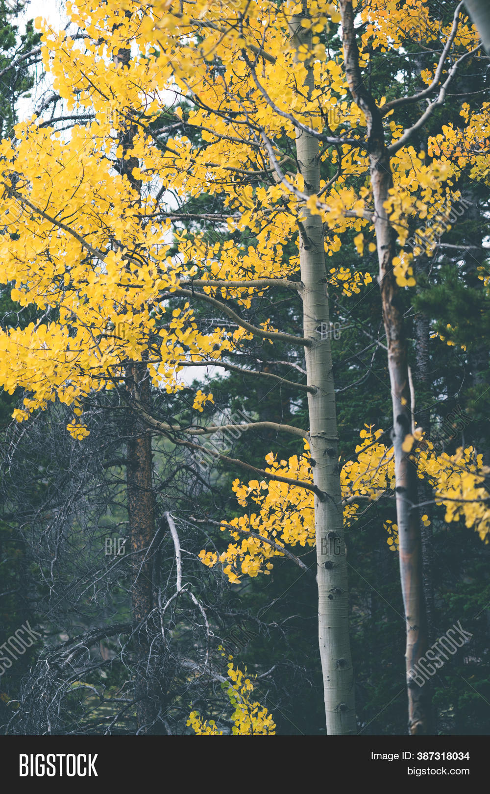 Quaking Yellow Aspen Image & Photo (Free Trial) | Bigstock