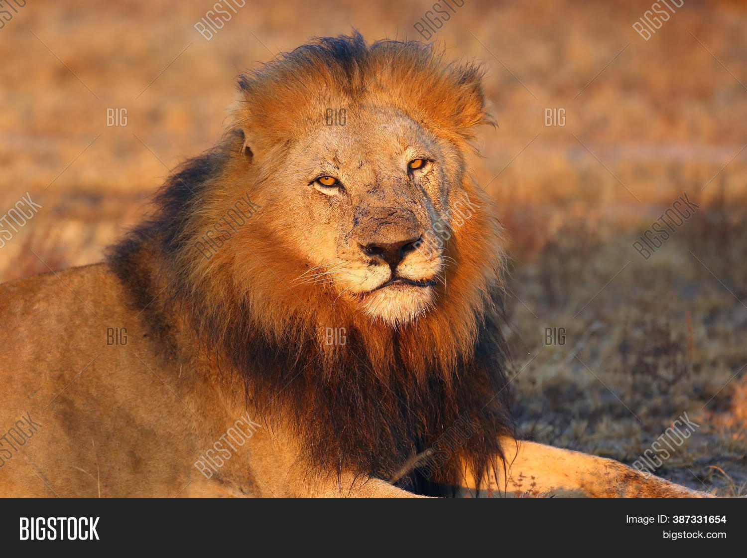 Transvaal Lion ( Image & Photo (Free Trial) | Bigstock