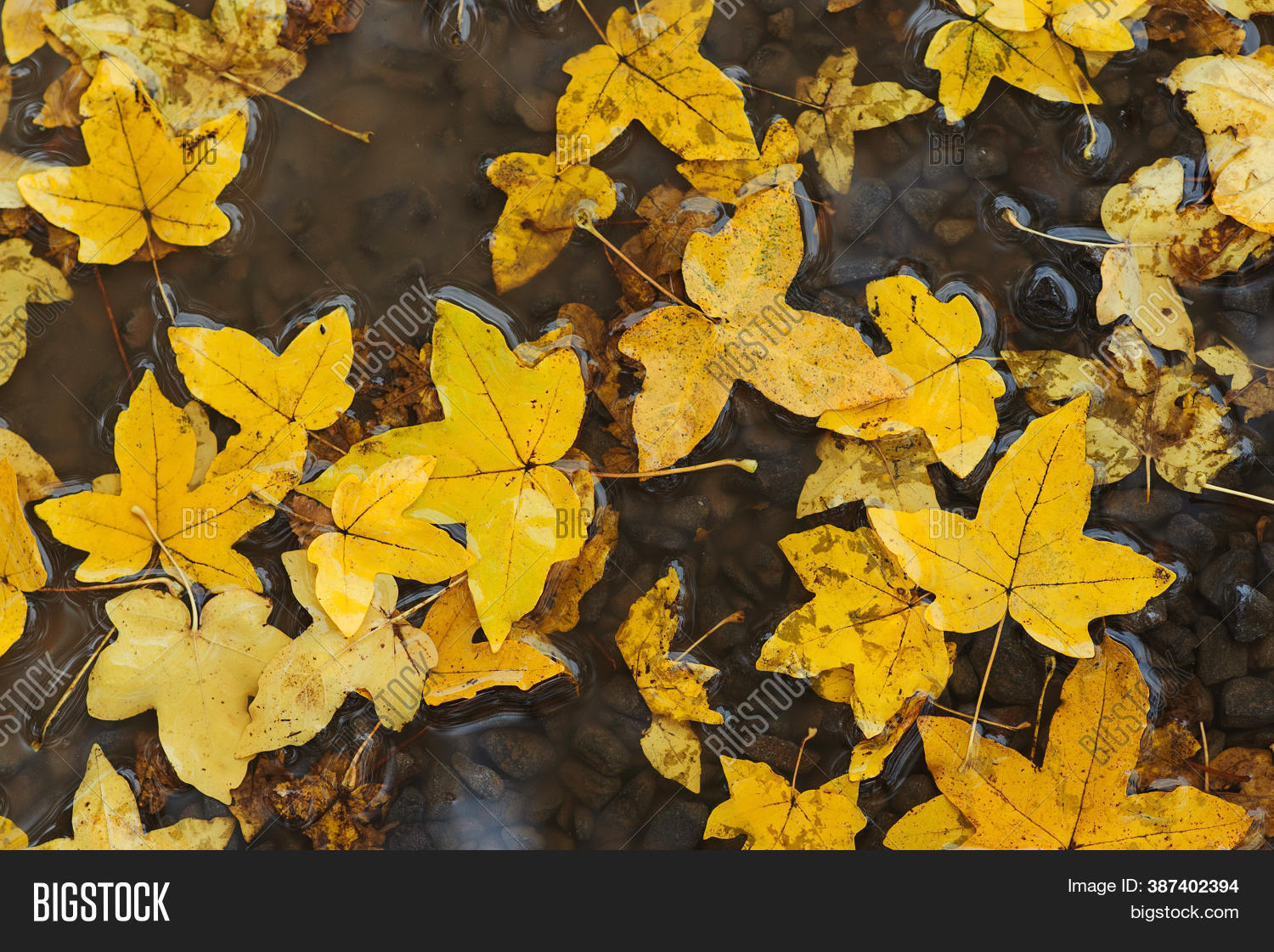 Autumn Leaves Puddle. Image & Photo (Free Trial) | Bigstock