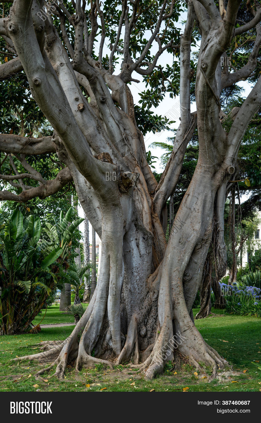 Banyan Tree Tropical Image & Photo (Free Trial) | Bigstock