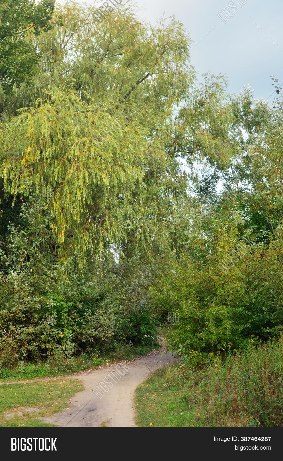 Willow Tree Over Path Image & Photo (Free Trial) | Bigstock