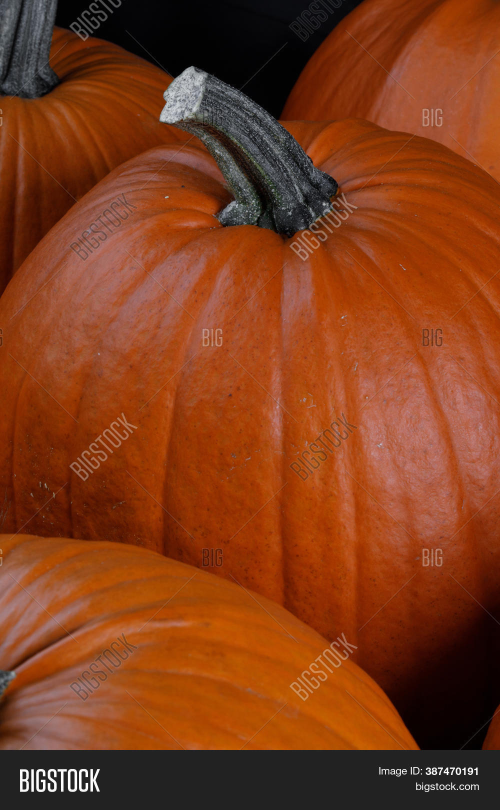 Many Pumpkins Image & Photo (Free Trial) | Bigstock