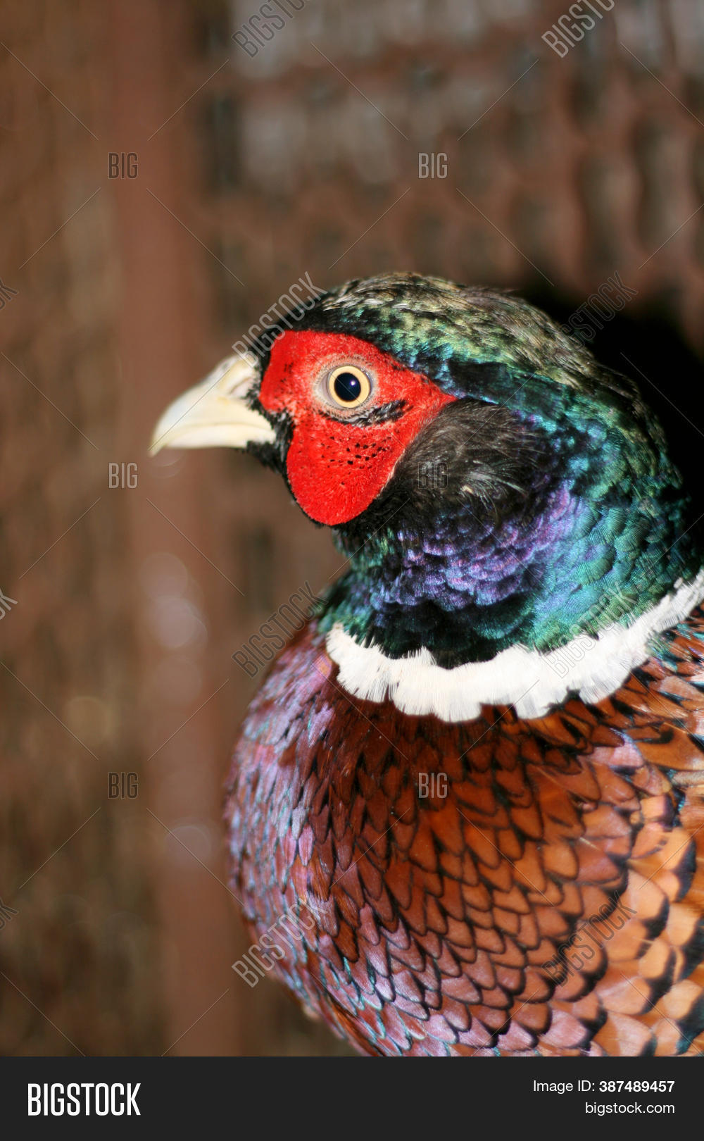 Close- Pheasant Bird Image & Photo (Free Trial) | Bigstock