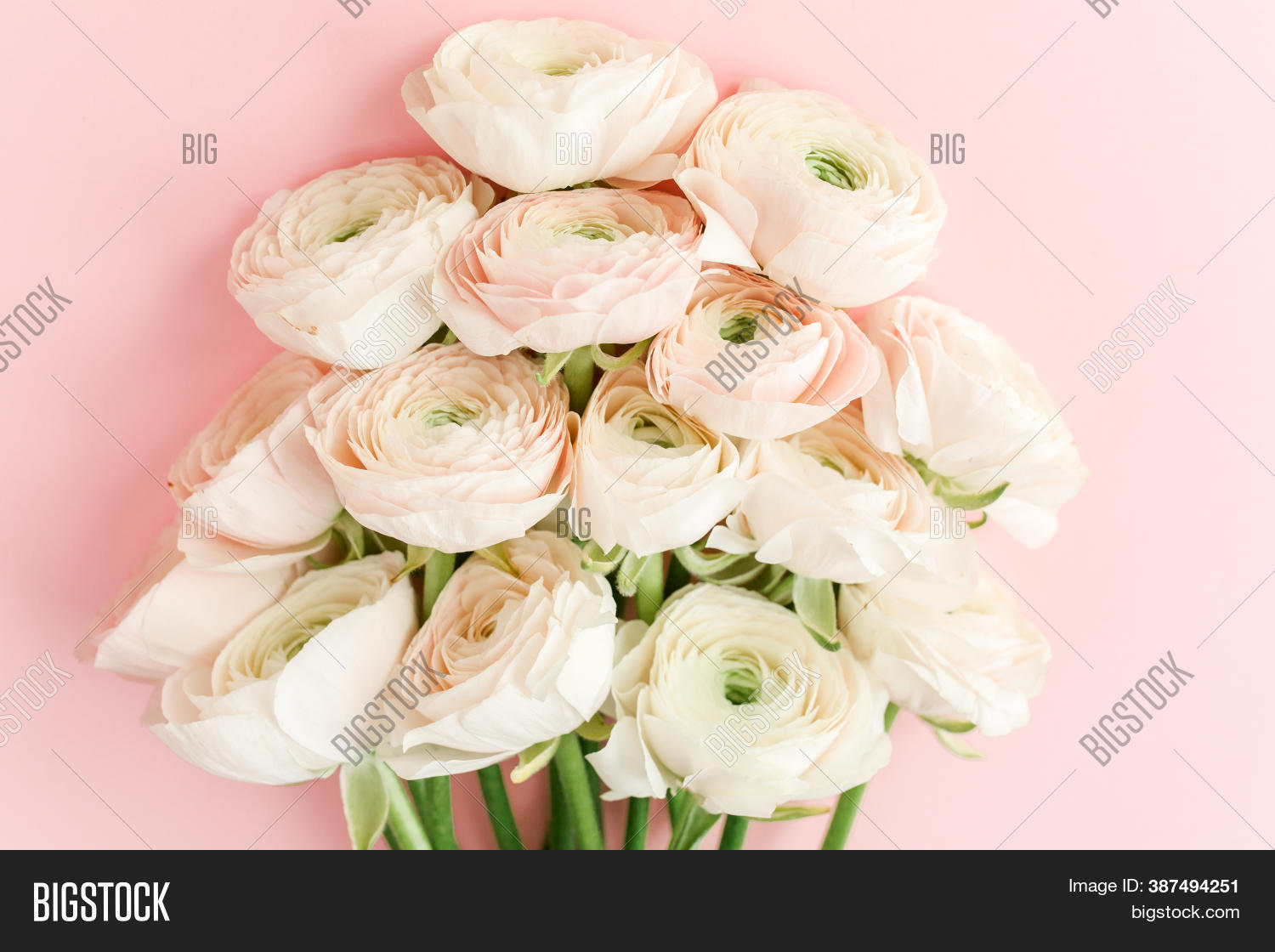 Pastel Pink Ranunculus Image & Photo (Free Trial) | Bigstock