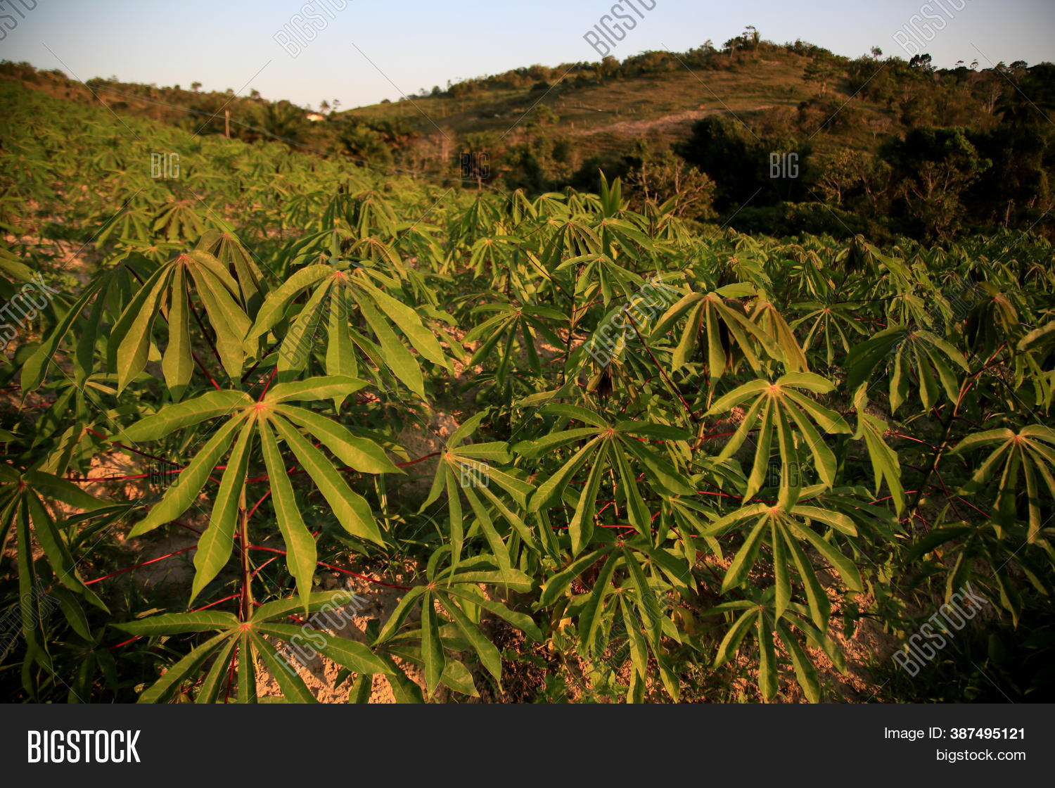 Cassava Plantation On Image & Photo (Free Trial) | Bigstock