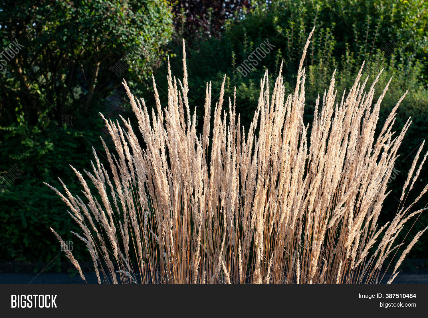 Feathery Seed Heads Image & Photo (Free Trial) | Bigstock