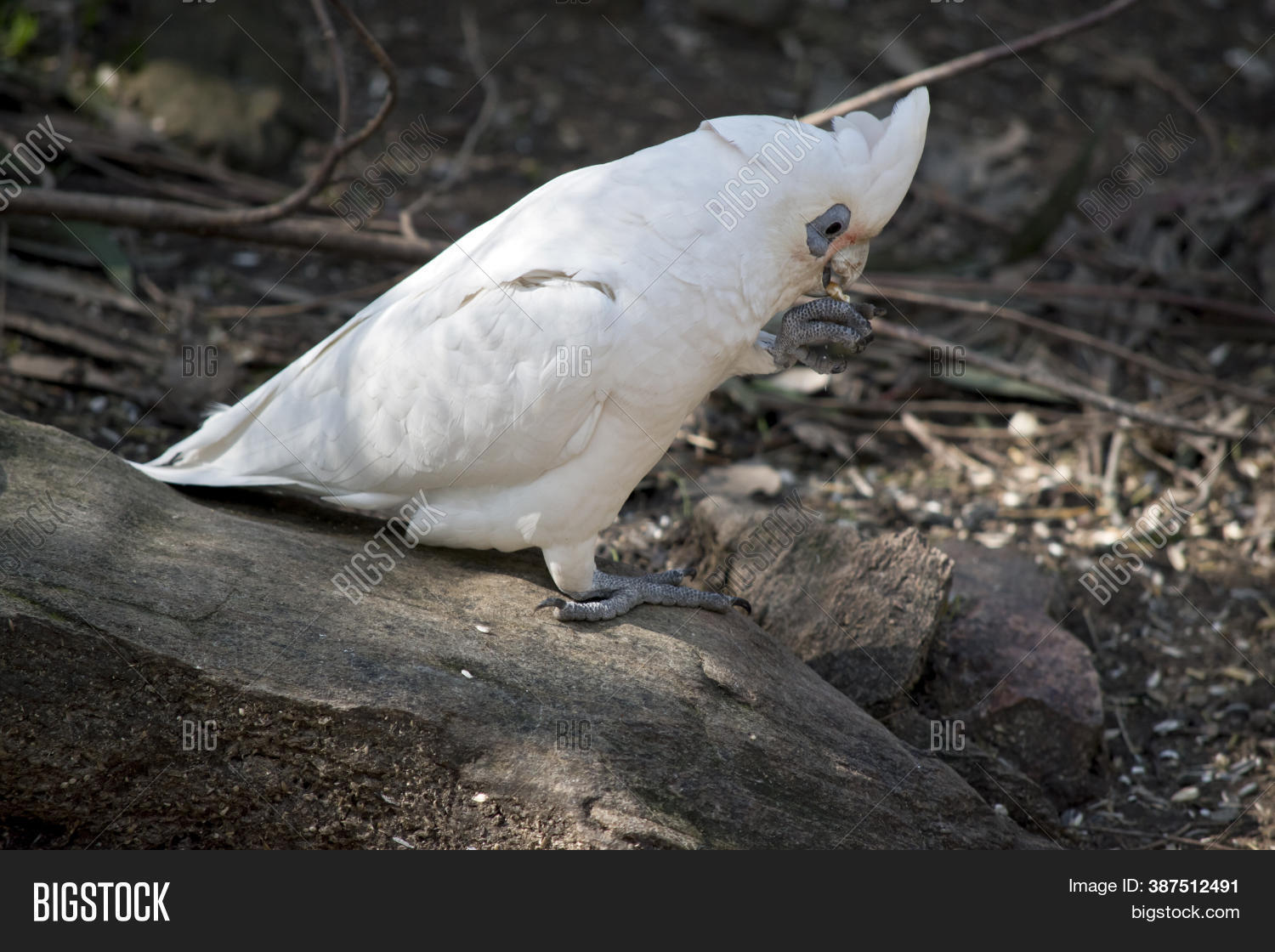 Little Corella White Image & Photo (Free Trial) | Bigstock