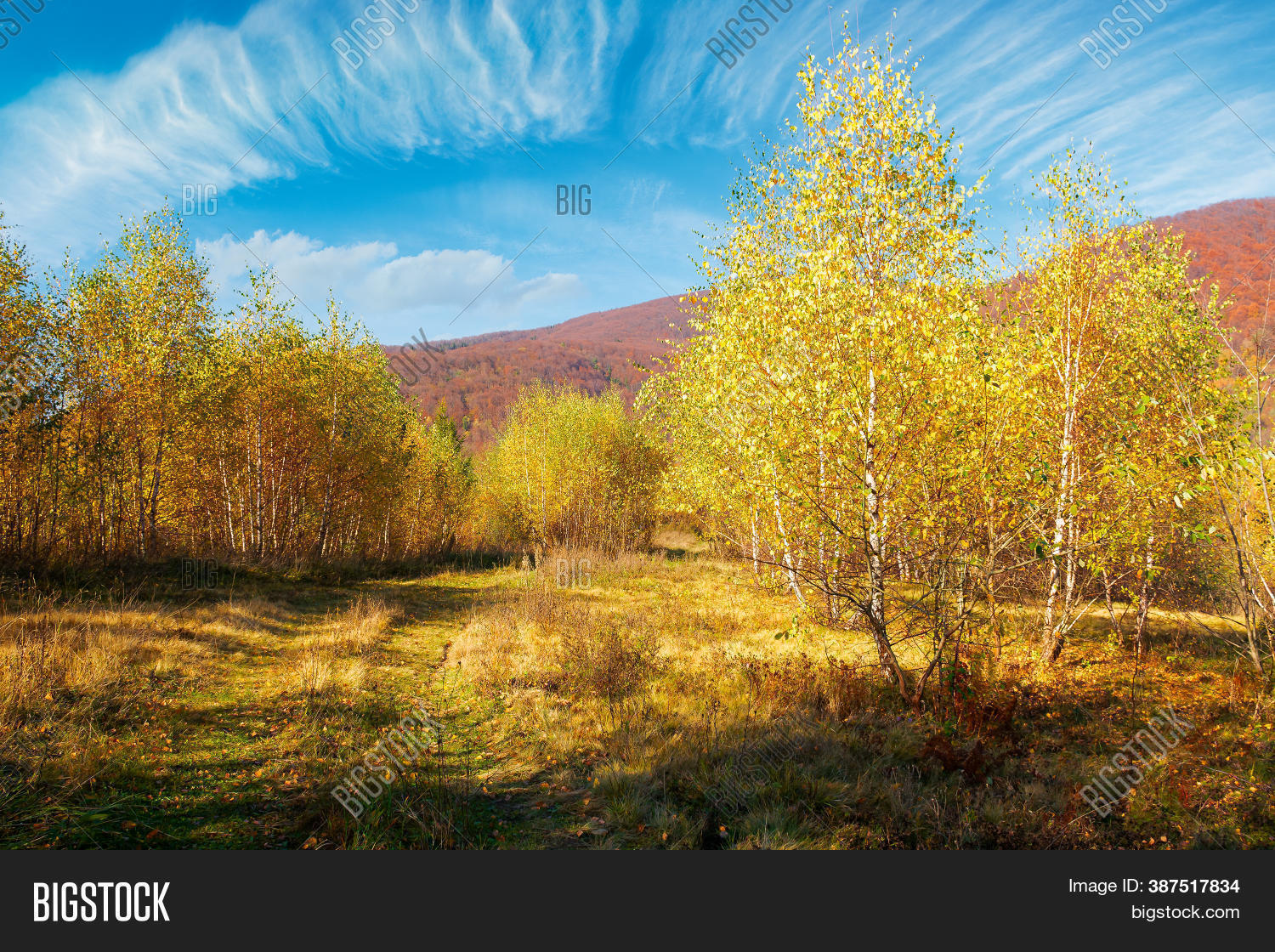 Yellow Autumnal Image & Photo (Free Trial) | Bigstock
