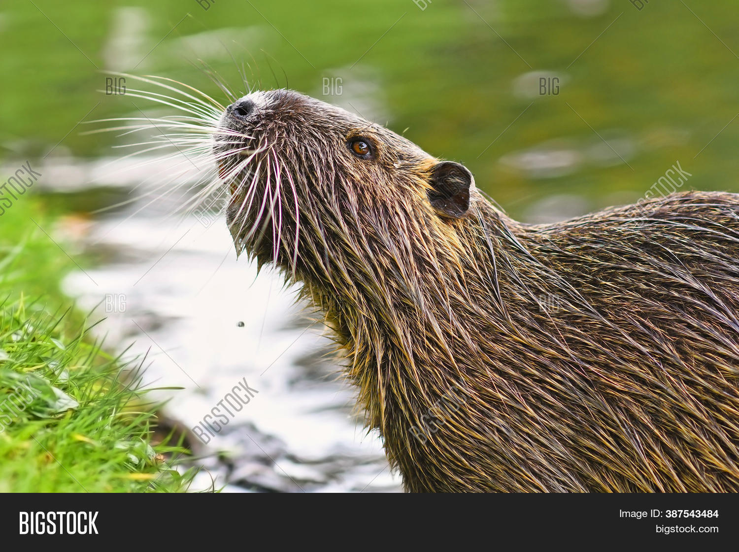 Side View Rodent Image & Photo (Free Trial) | Bigstock
