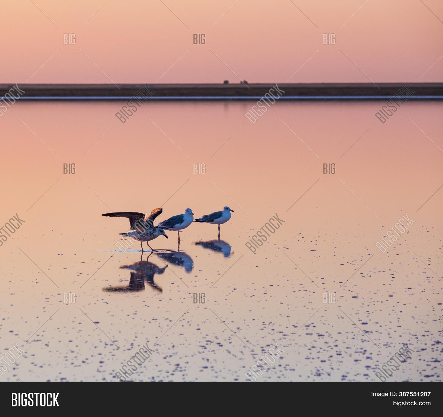 Seagull Birds On Image & Photo (Free Trial) | Bigstock