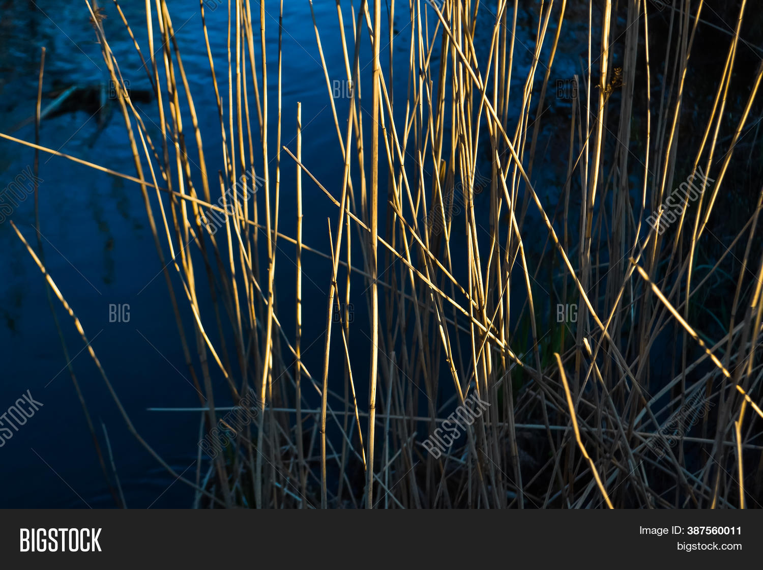 Dry Yellow Thin Reed Image & Photo (Free Trial) | Bigstock