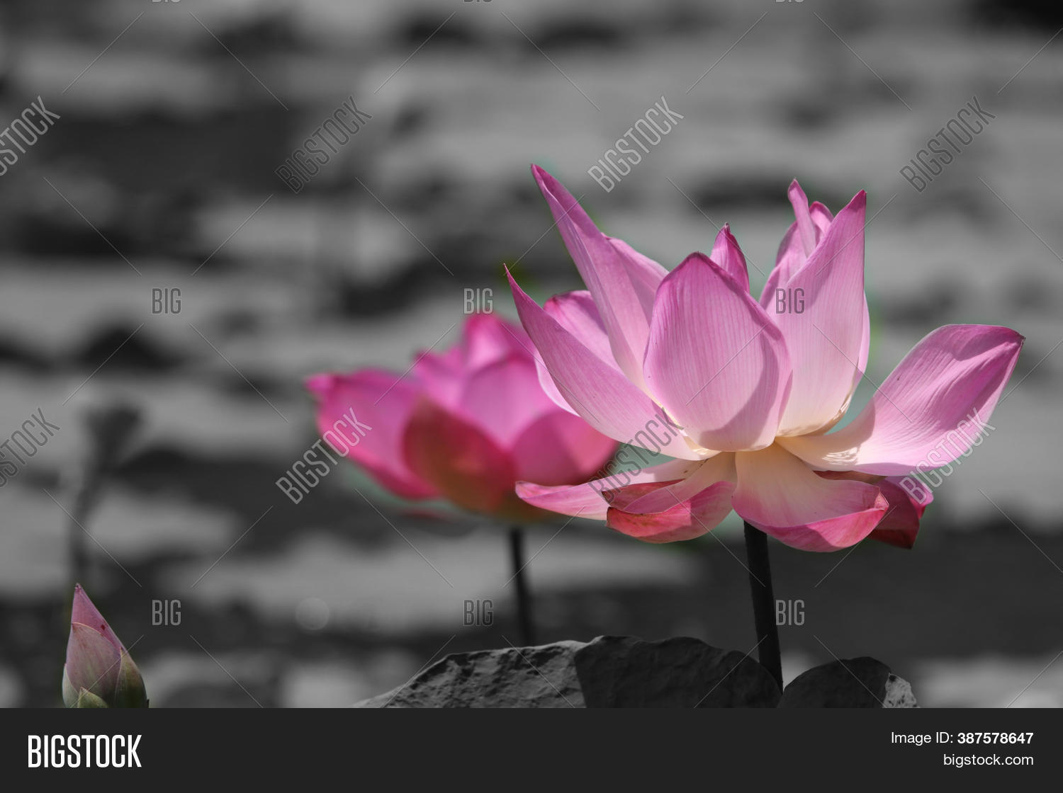 Blooming Lotus Pink Image & Photo (Free Trial) | Bigstock