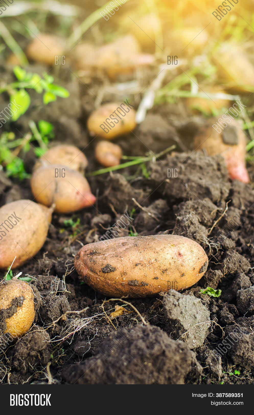 Potatoes Lying On Image & Photo (Free Trial) | Bigstock