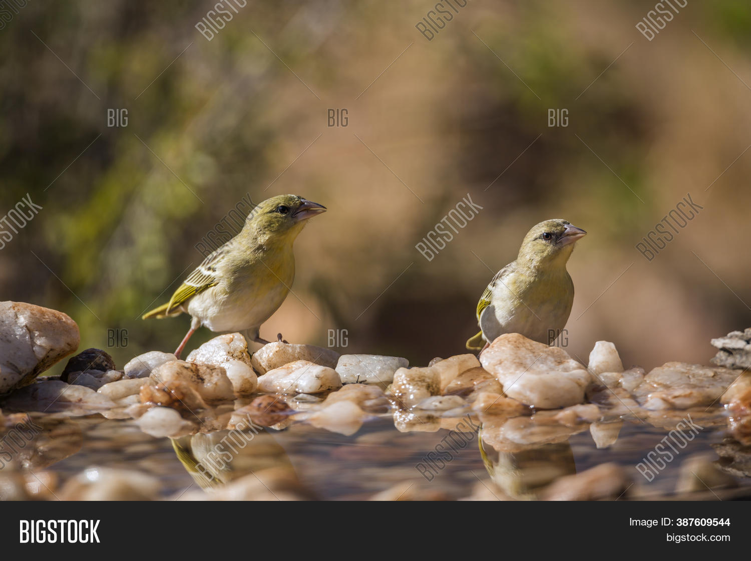 Two Village Weavers Image & Photo (Free Trial) | Bigstock