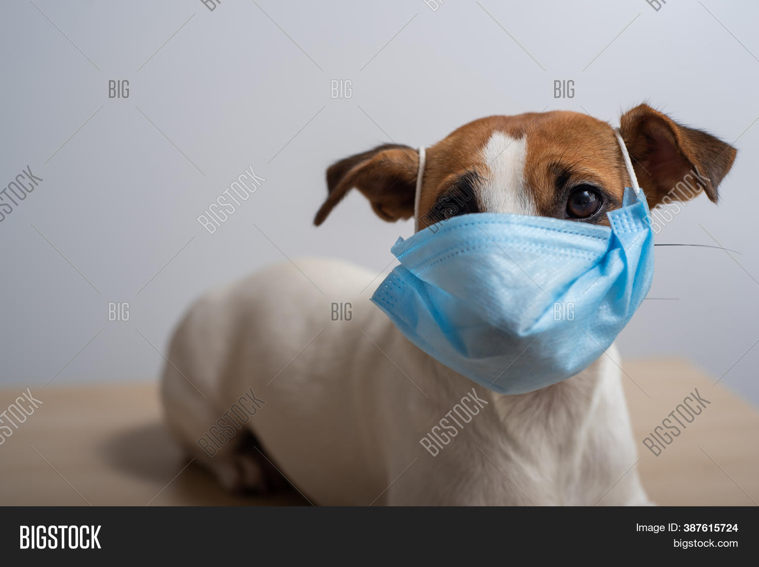 Jack Russell Terrier Image & Photo (Free Trial) | Bigstock
