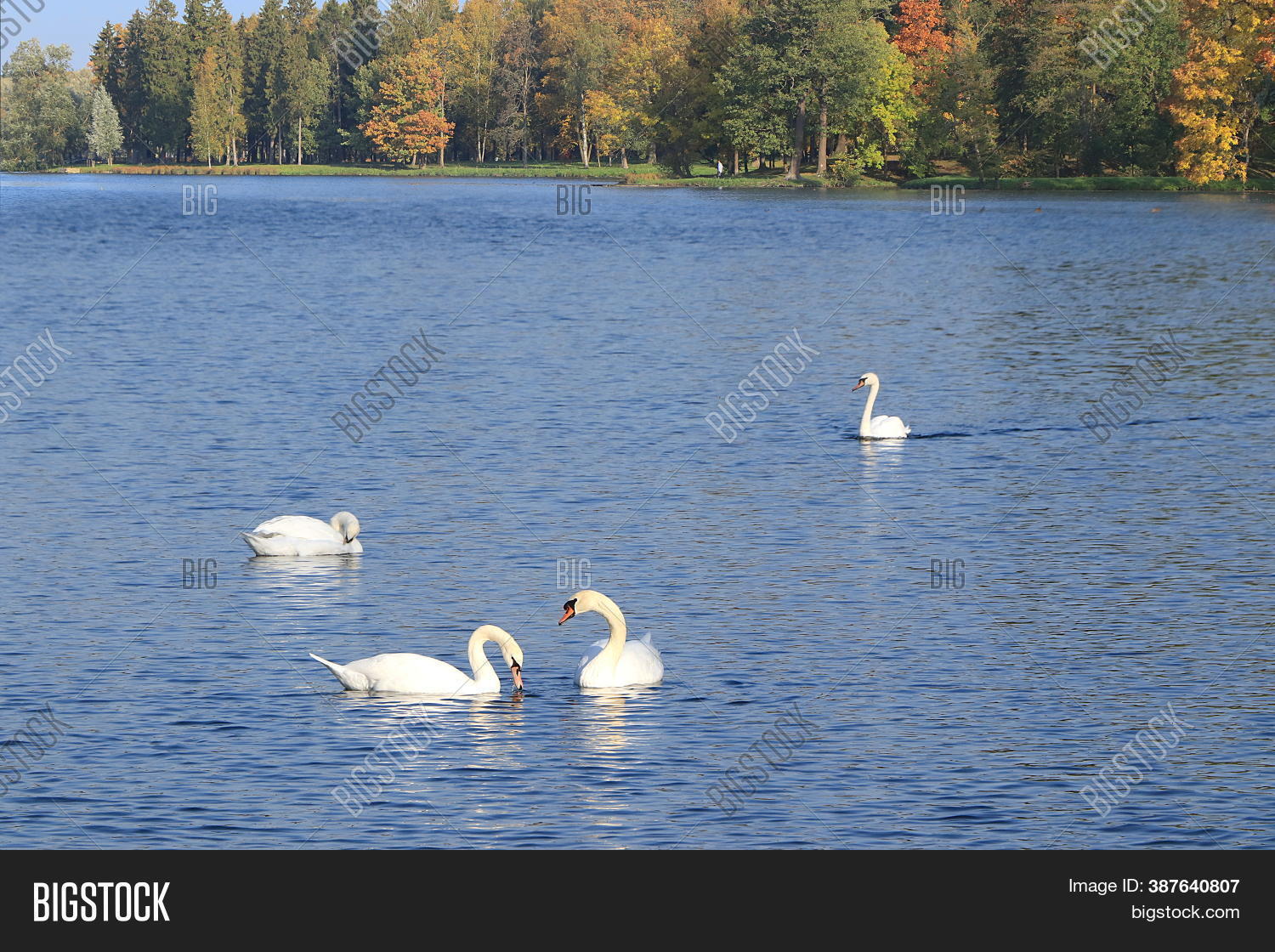 White Swans On Autumn Image & Photo (Free Trial) | Bigstock