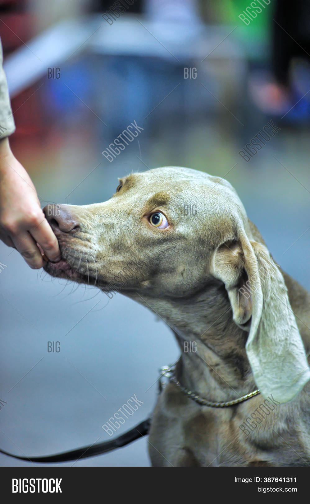 Beautiful Weimaraner Image & Photo (Free Trial) | Bigstock