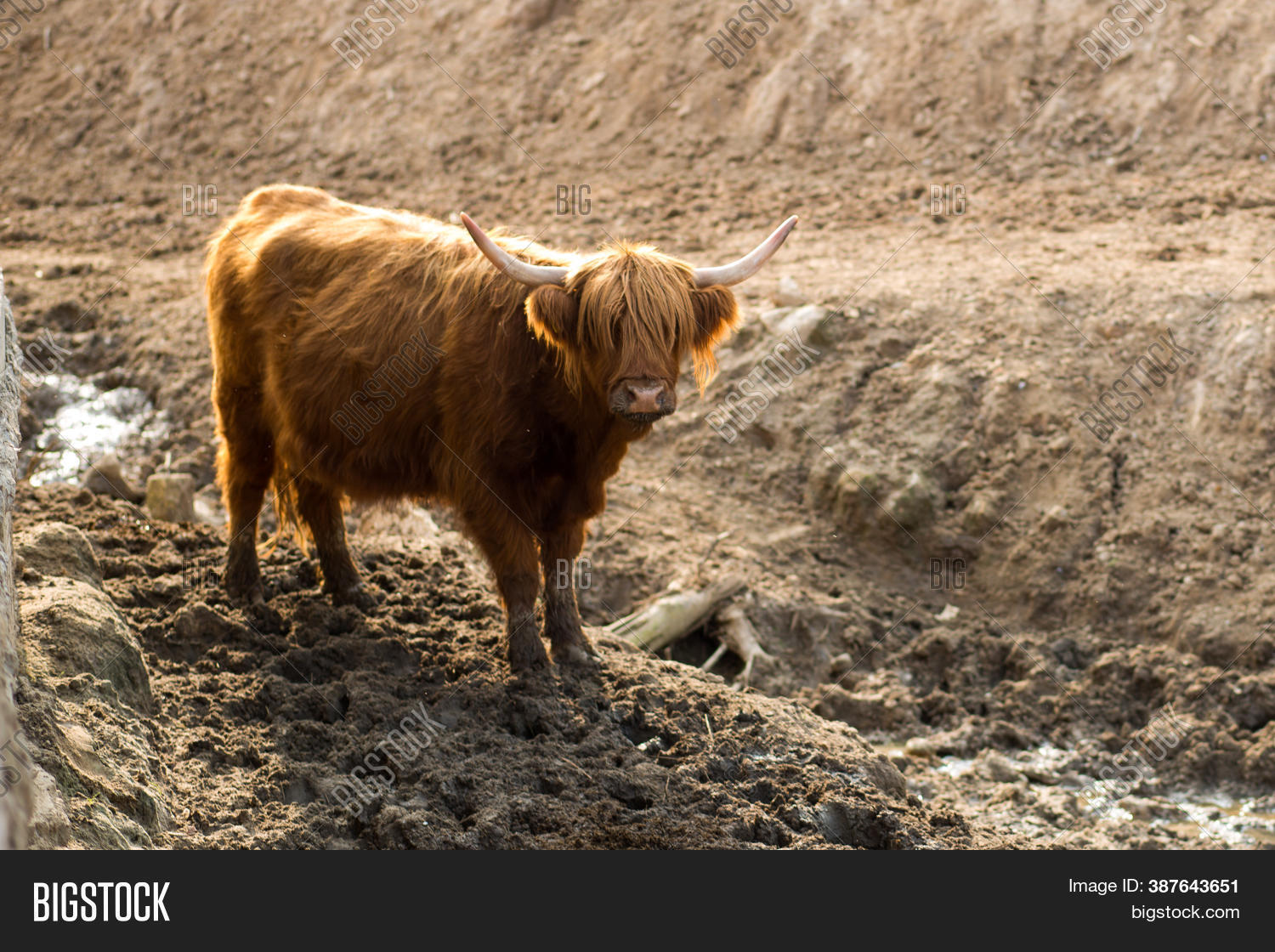 Red-haired Scottish Image & Photo (Free Trial) | Bigstock