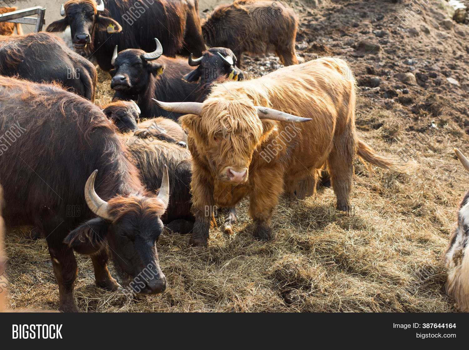 Red-haired Scottish Image & Photo (Free Trial) | Bigstock