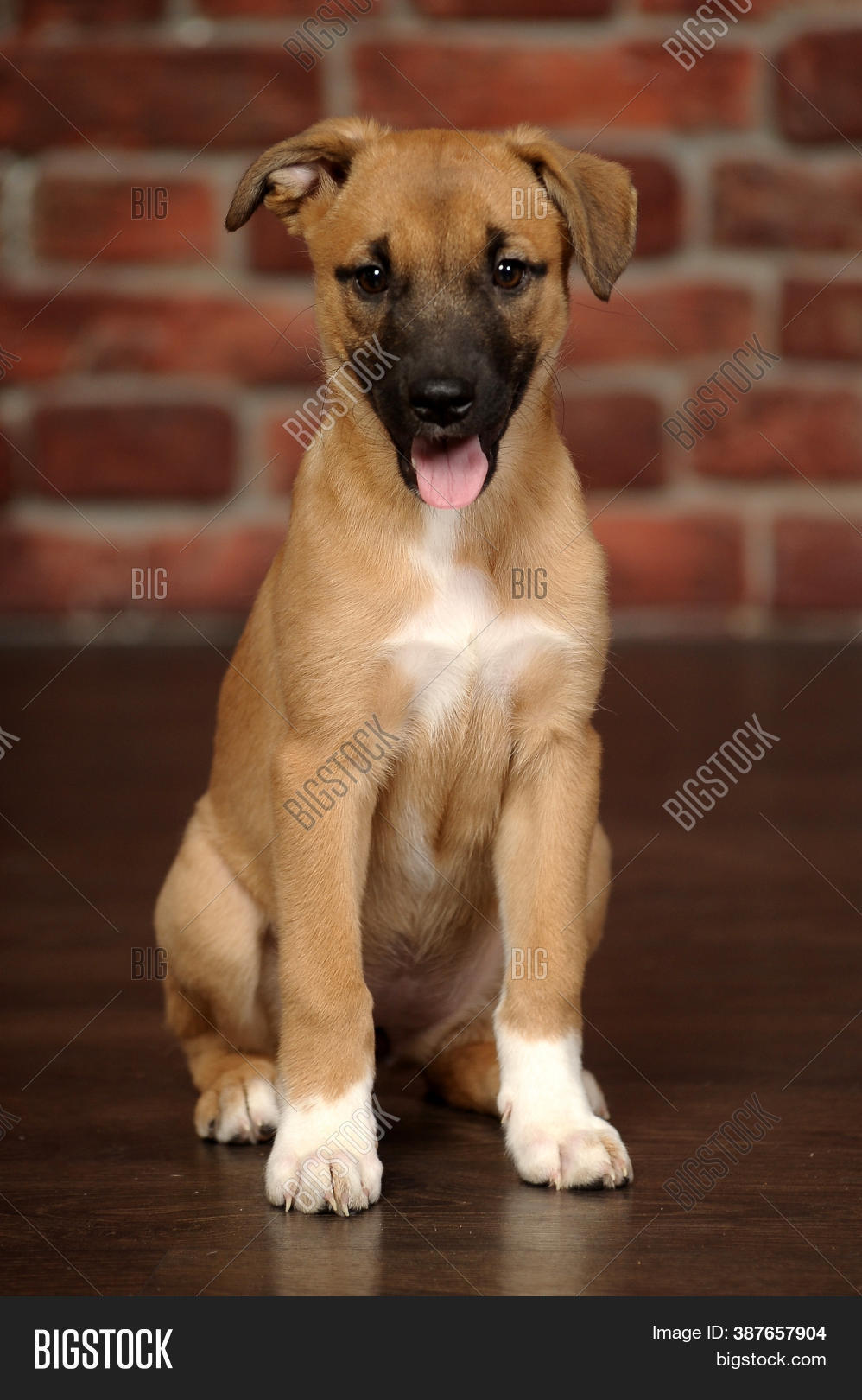 Cute Little Brown Image & Photo (Free Trial) | Bigstock