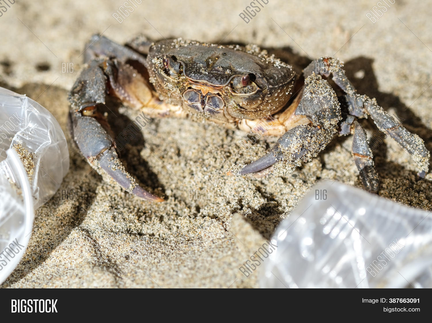 Marine Sea Crab Image & Photo (Free Trial) | Bigstock