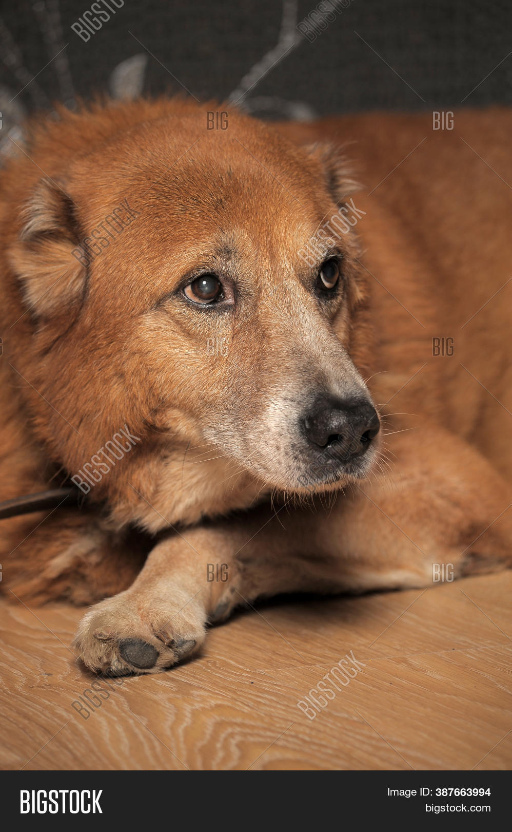 Old Brown Dog, Mestizo Image & Photo (Free Trial) | Bigstock