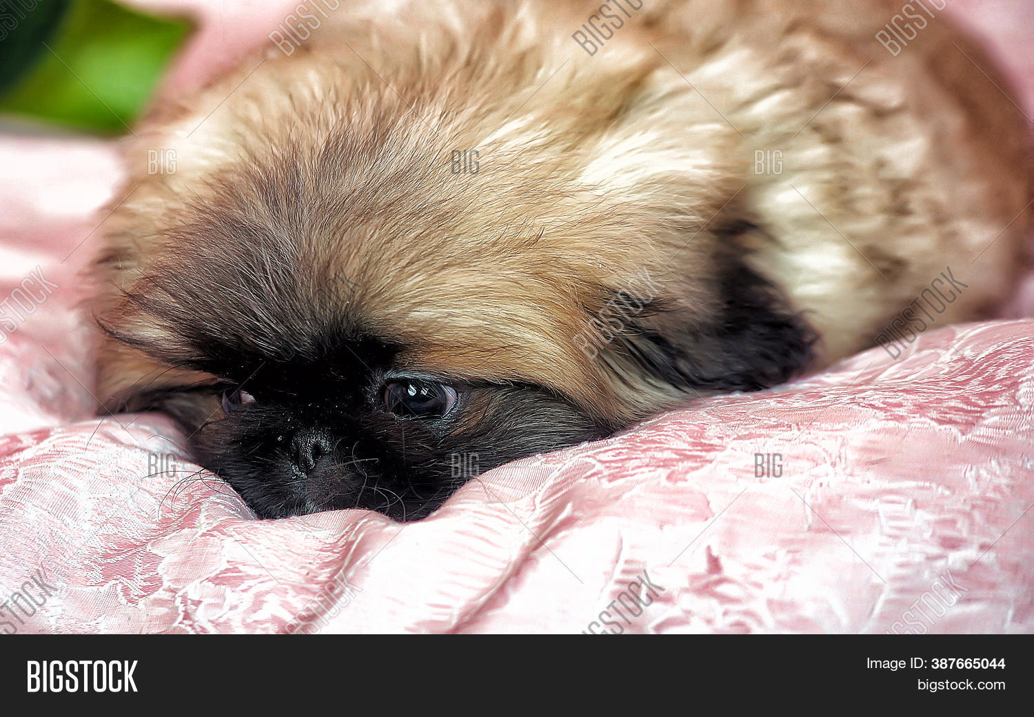 Pekingese Puppy On Image & Photo (Free Trial) | Bigstock