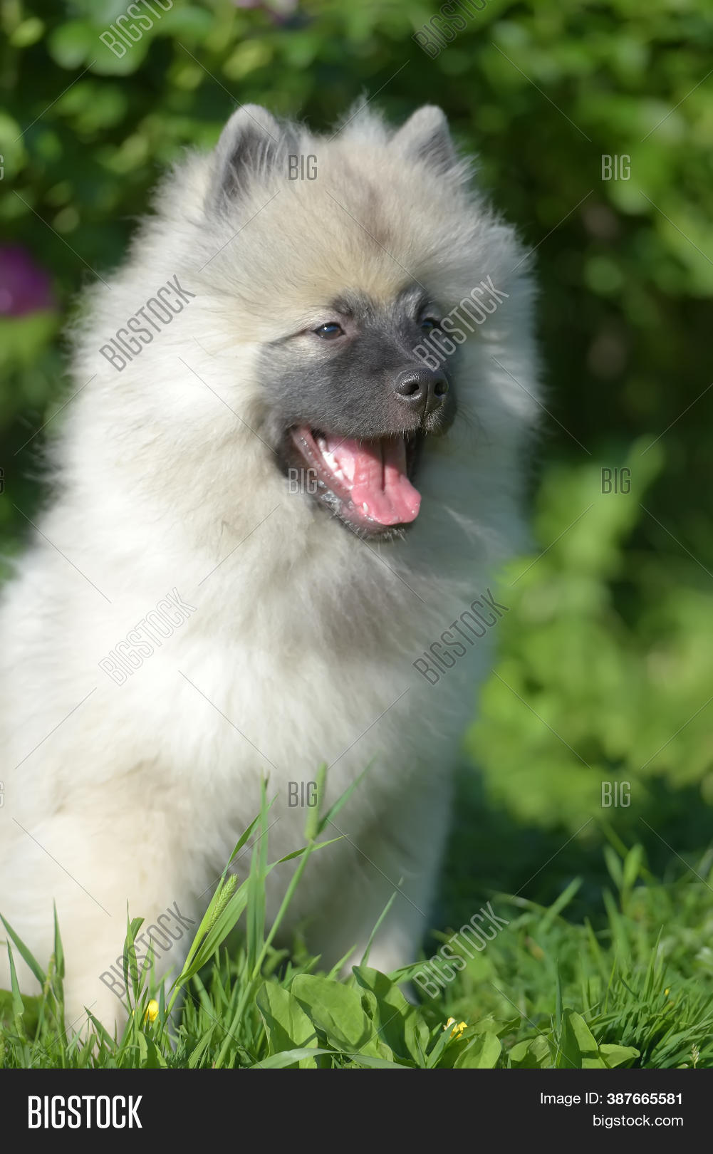 Keeshond Wolfspitz Image & Photo (Free Trial) | Bigstock