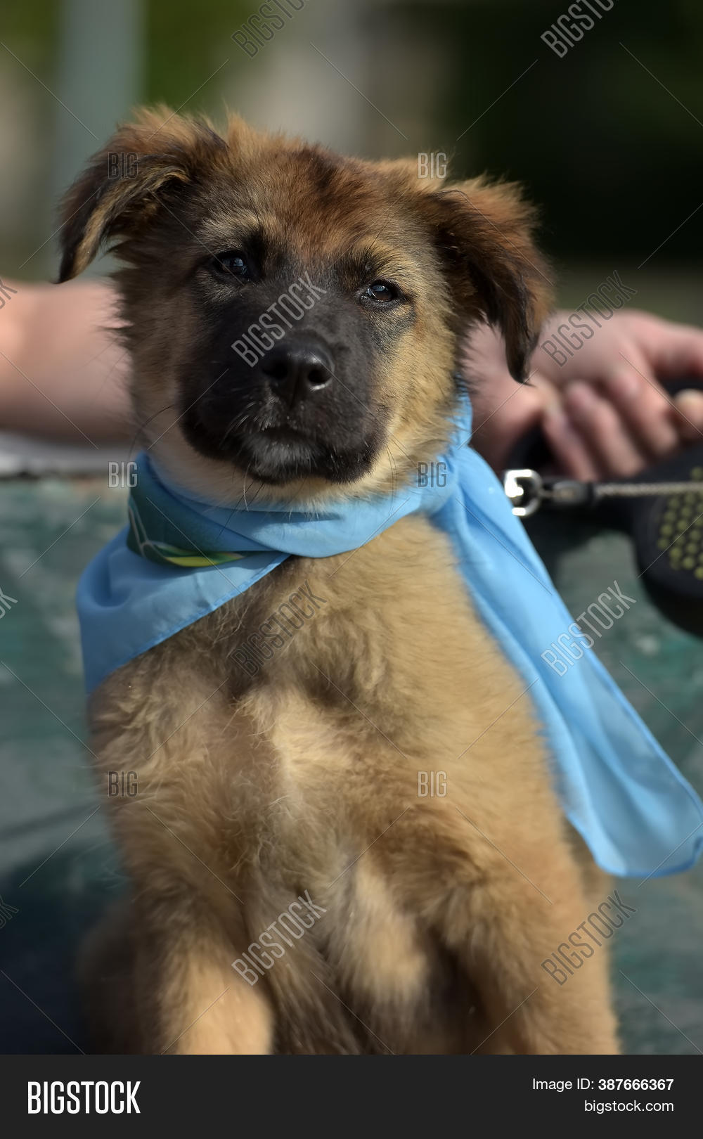 Brown Mongrel Puppy Image & Photo (Free Trial) | Bigstock