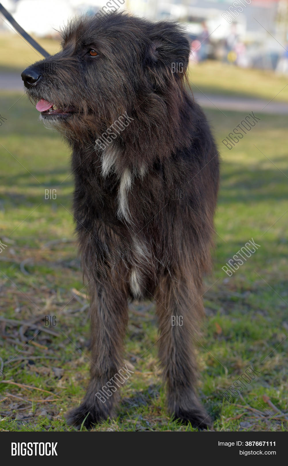 Dog Mestizo Terrier Image & Photo (Free Trial) | Bigstock