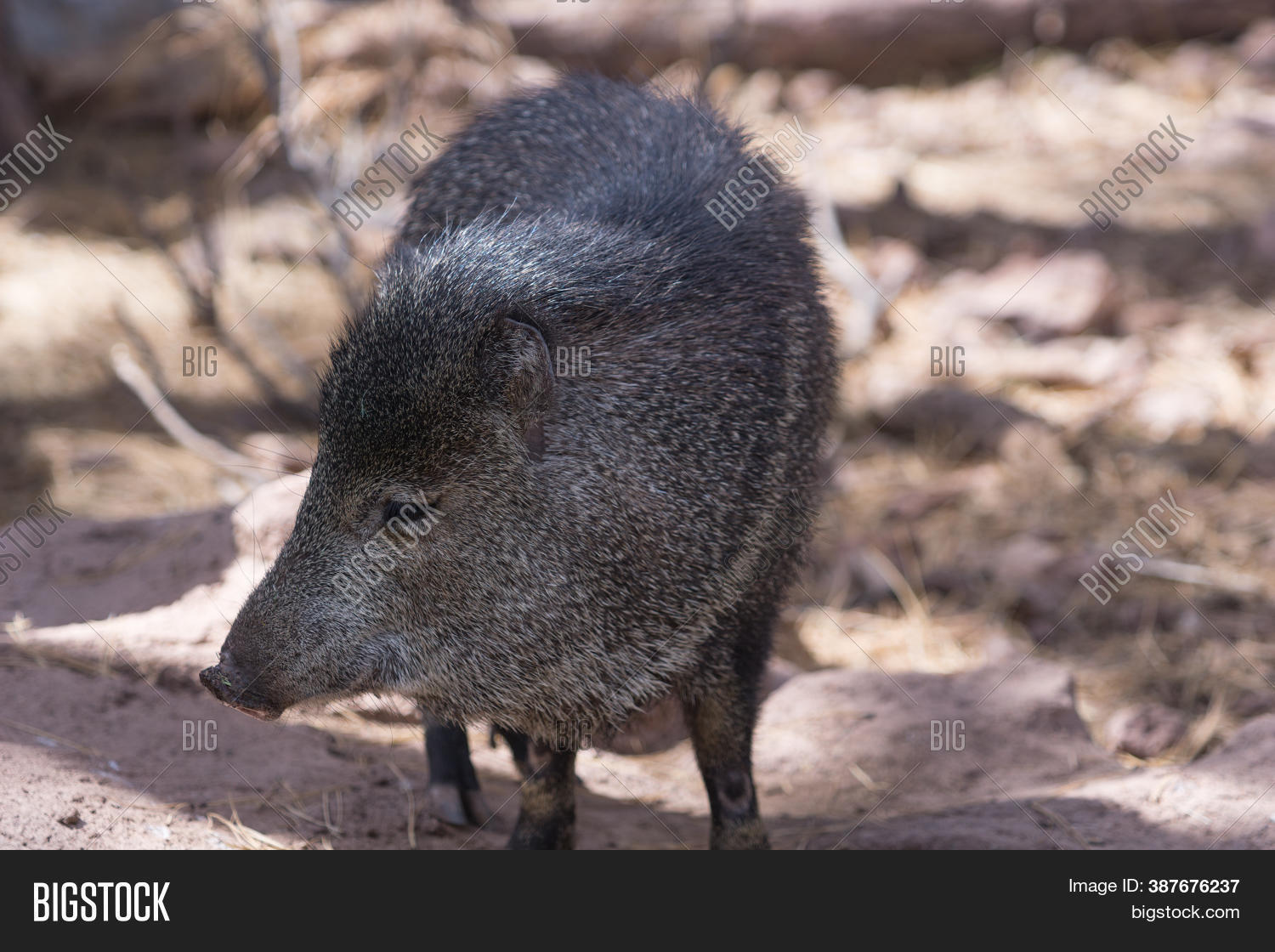 Wild Hog Pig Looking Image & Photo (Free Trial) | Bigstock