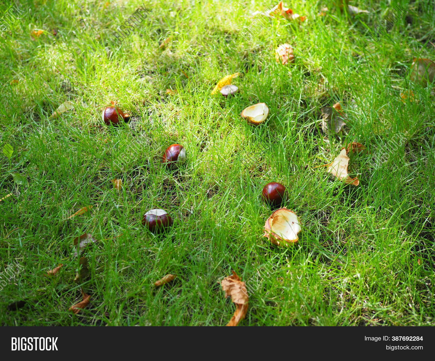 Conkers Fallen Tree Image & Photo (Free Trial) | Bigstock