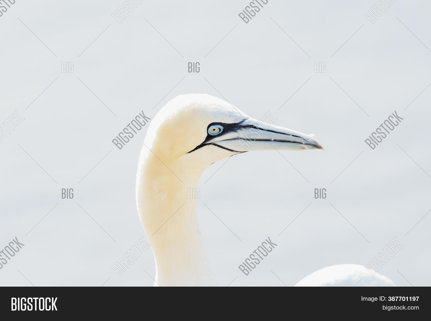 One Wild Bird Head Image & Photo (Free Trial) | Bigstock