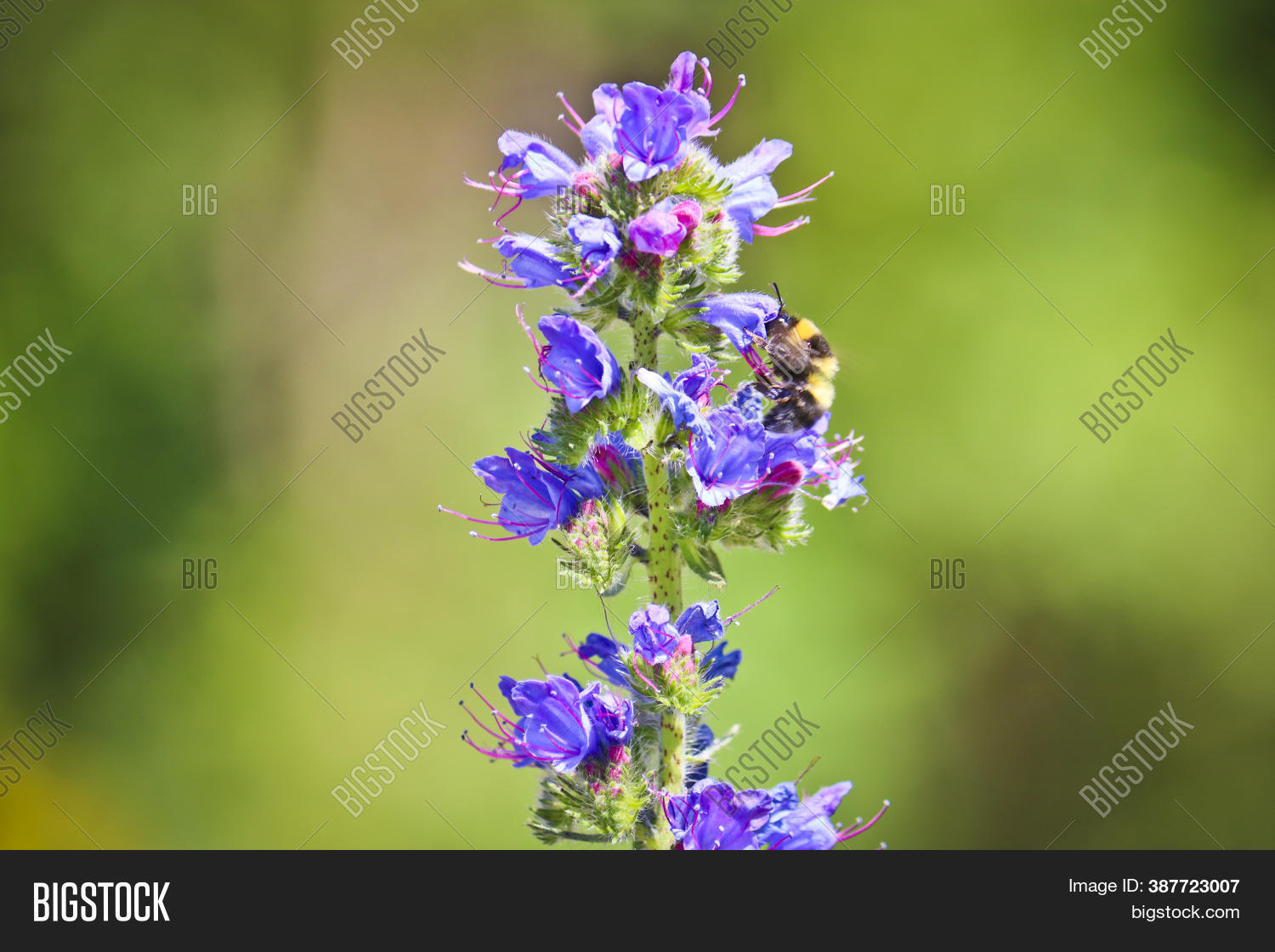 Blue Melliferous Image & Photo (Free Trial) | Bigstock