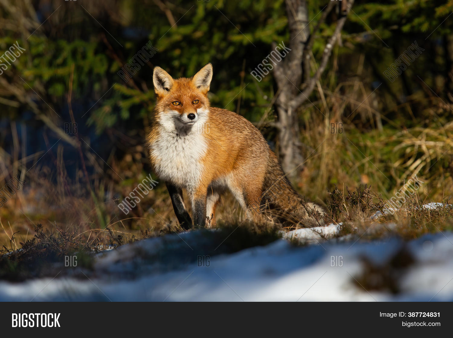 Fluffy Red Fox Image & Photo (Free Trial) | Bigstock