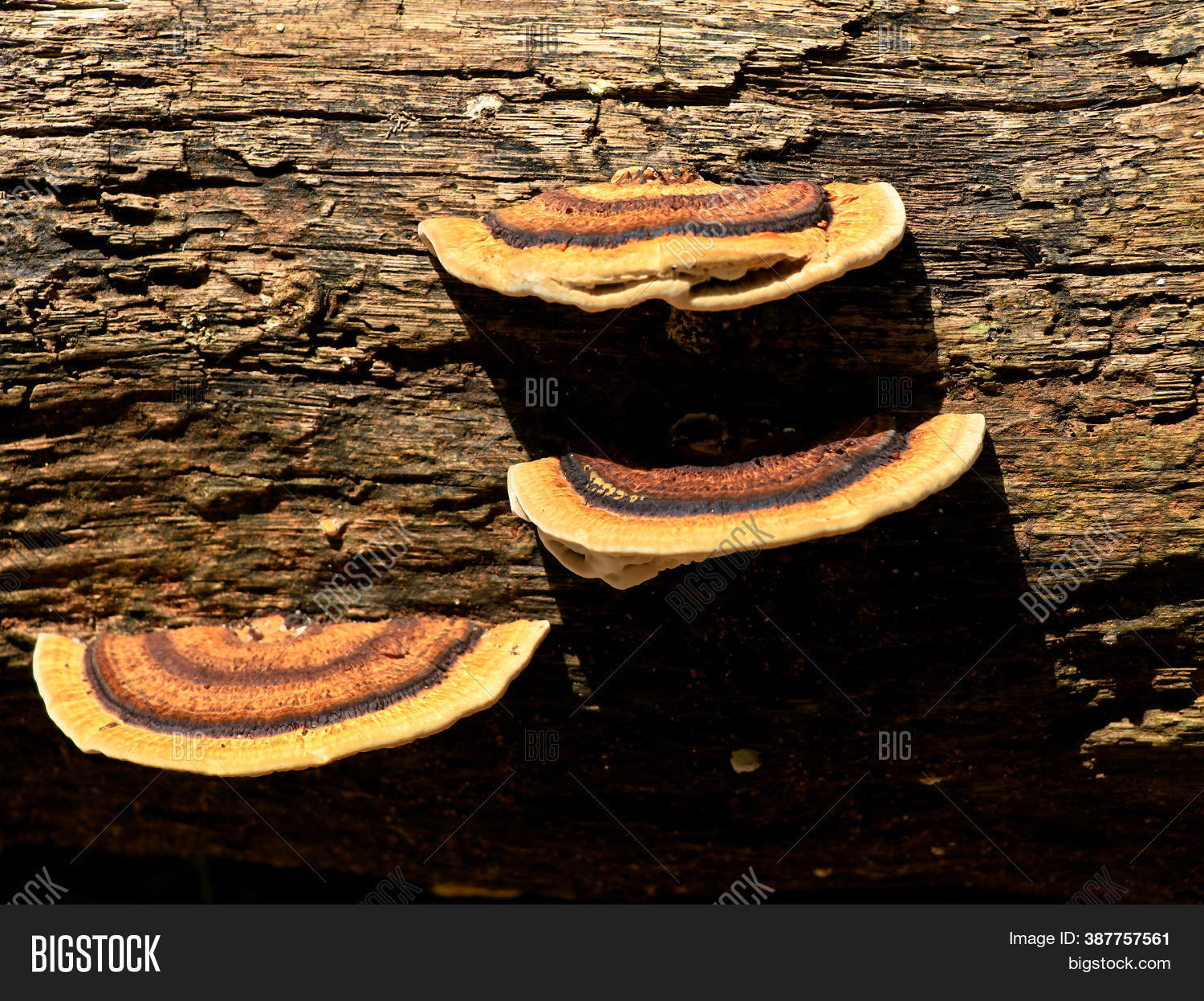 Multi Colored Mushroom Image & Photo (Free Trial) | Bigstock