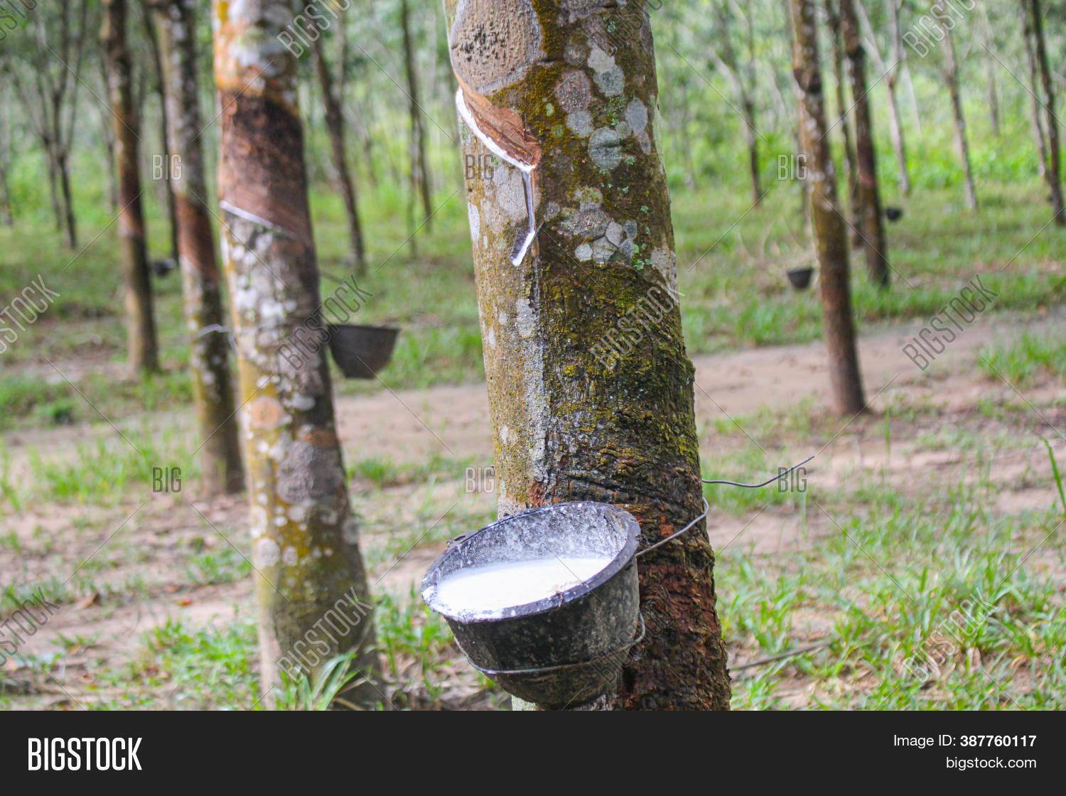 Vietnam Rubber Tree, Image & Photo (Free Trial) | Bigstock