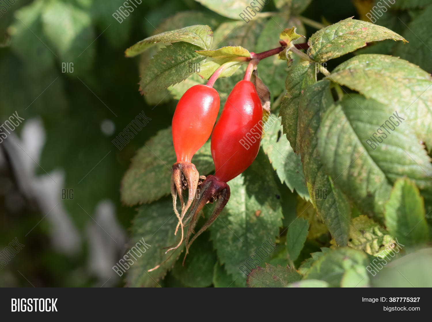Ripe Berries Briar On Image & Photo (Free Trial) | Bigstock