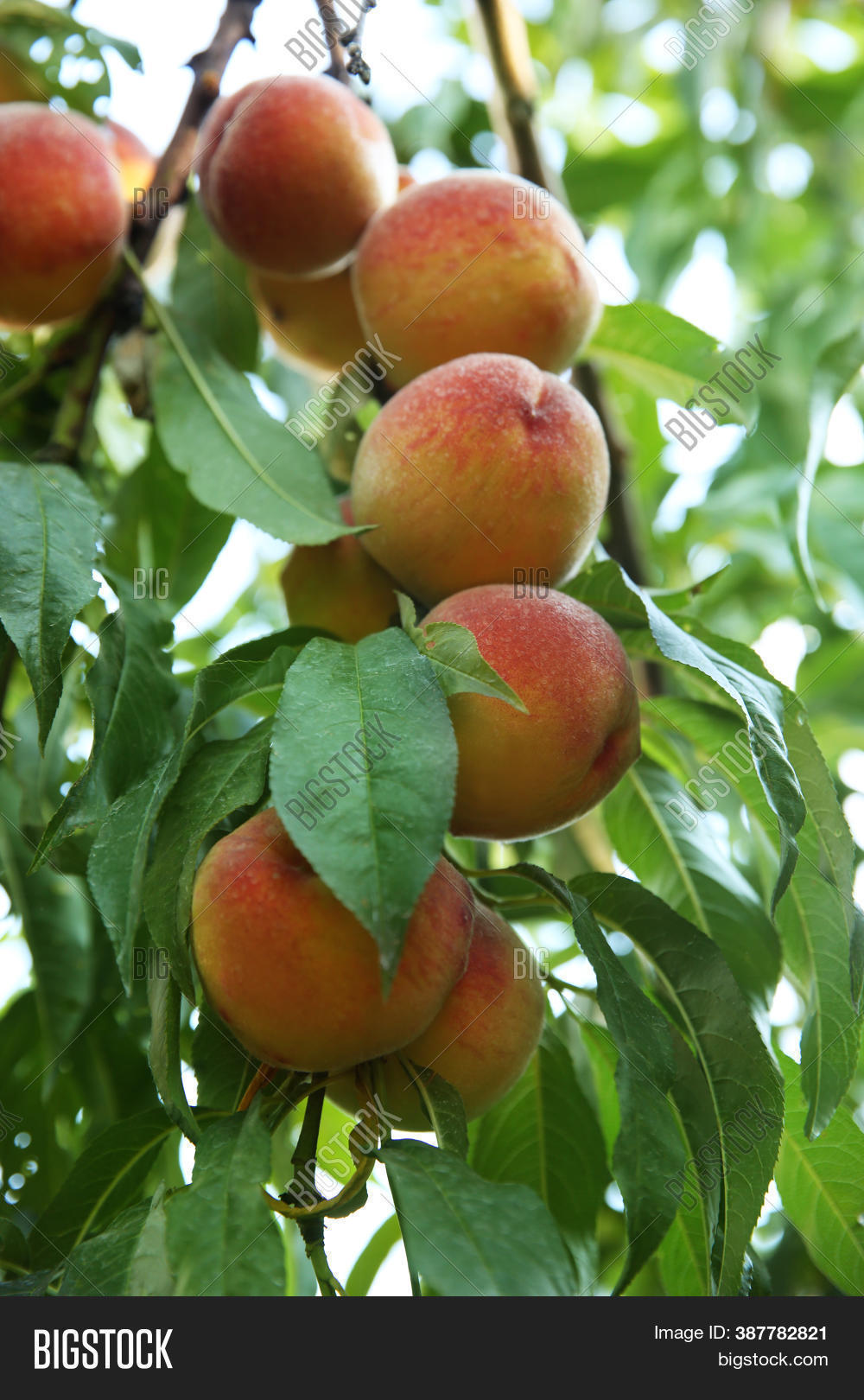 Ripe Peaches On Tree Image & Photo (Free Trial) | Bigstock