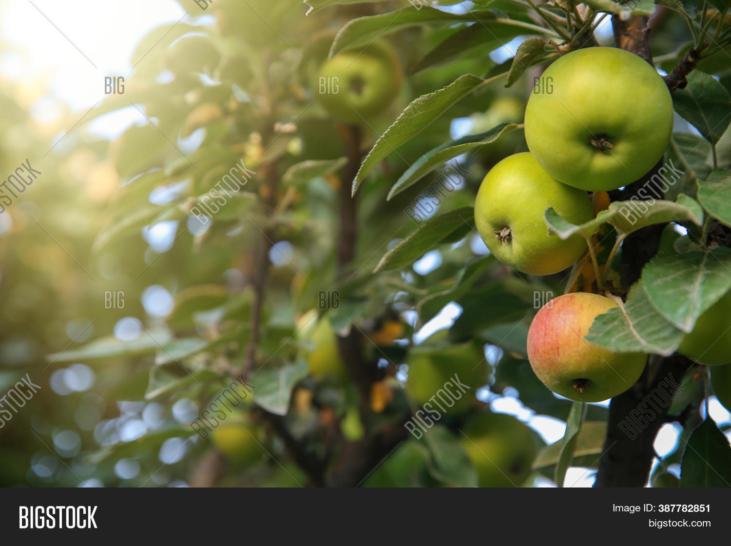 Ripe Apples On Tree Image & Photo (Free Trial) | Bigstock