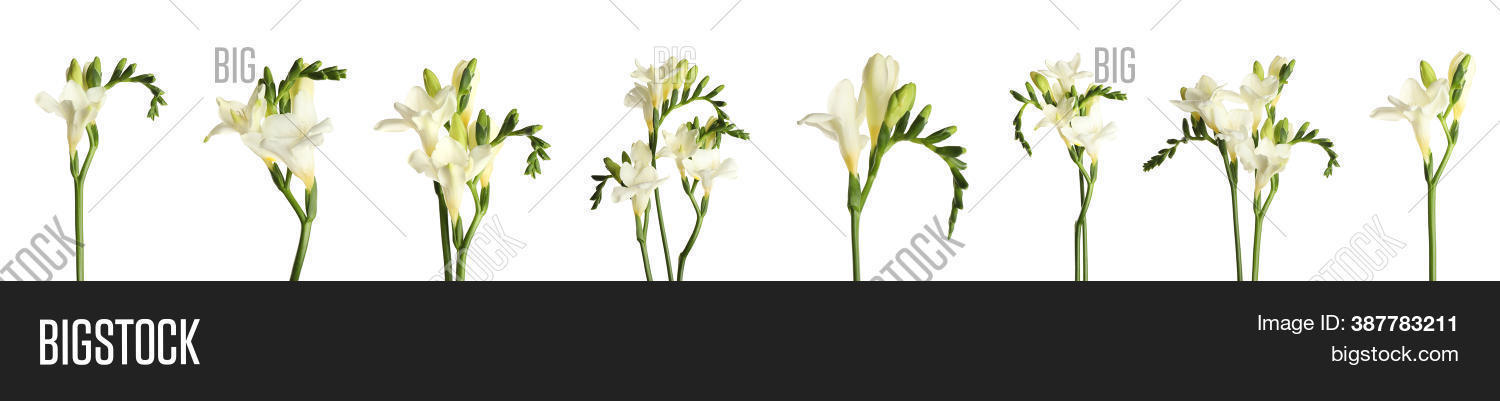Set Beautiful Fragrant Image & Photo (Free Trial) | Bigstock