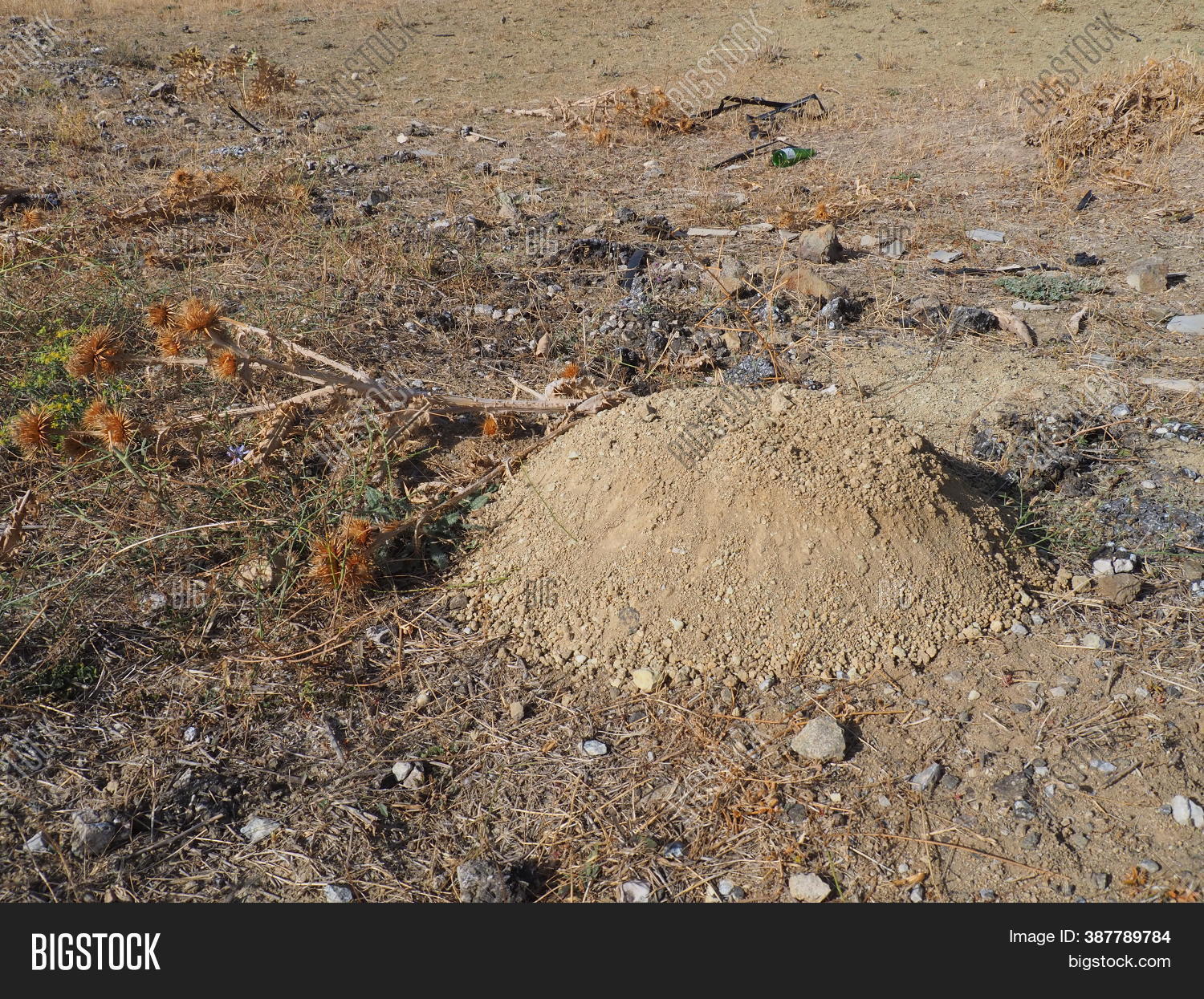 Molehill, Lump Soil Image & Photo (Free Trial) | Bigstock