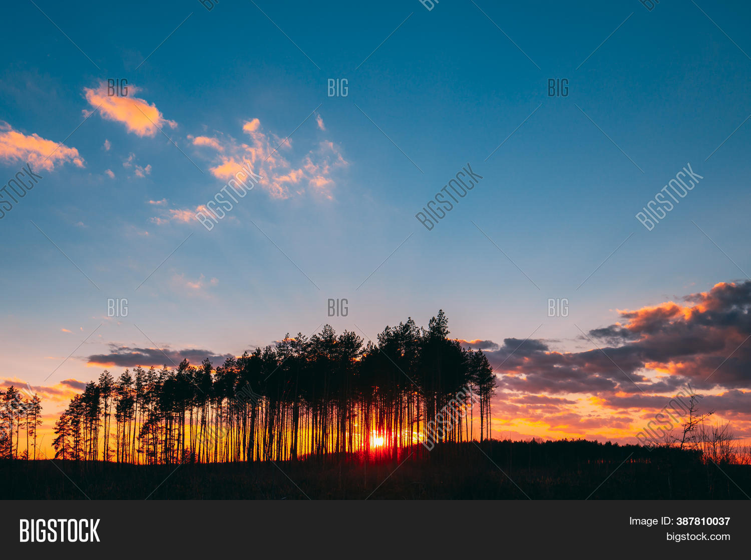 Sunset Sunrise Pine Image & Photo (Free Trial) | Bigstock